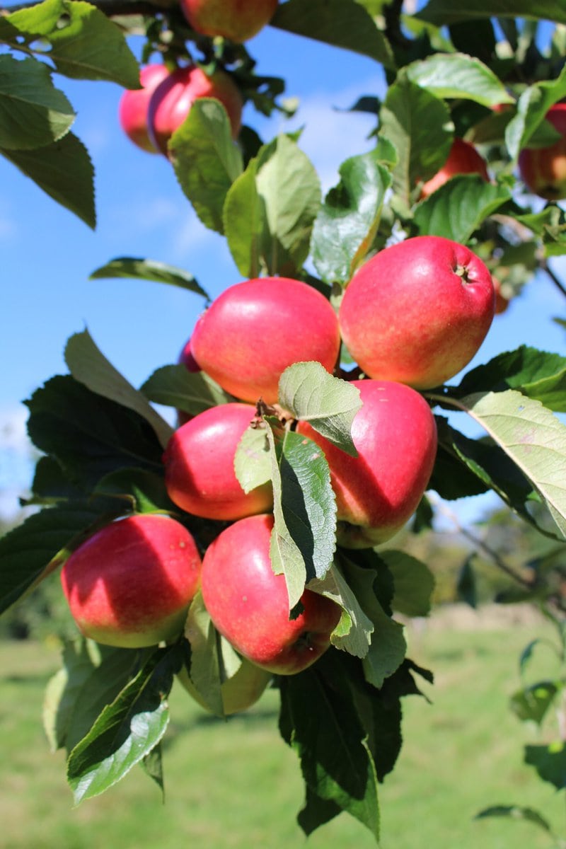 Directory - Scottish Apple Producers